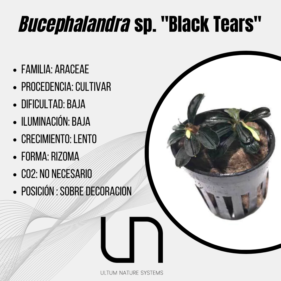 Bucephalandra sp. ''Black Tears'' – The Aquascaper Store