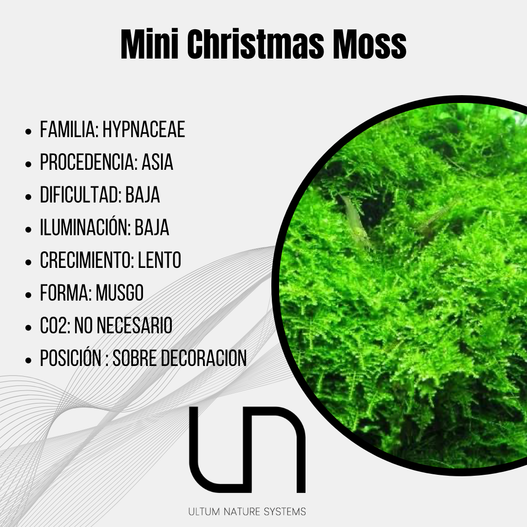 Mini Christmas Moss – The Aquascaper Store