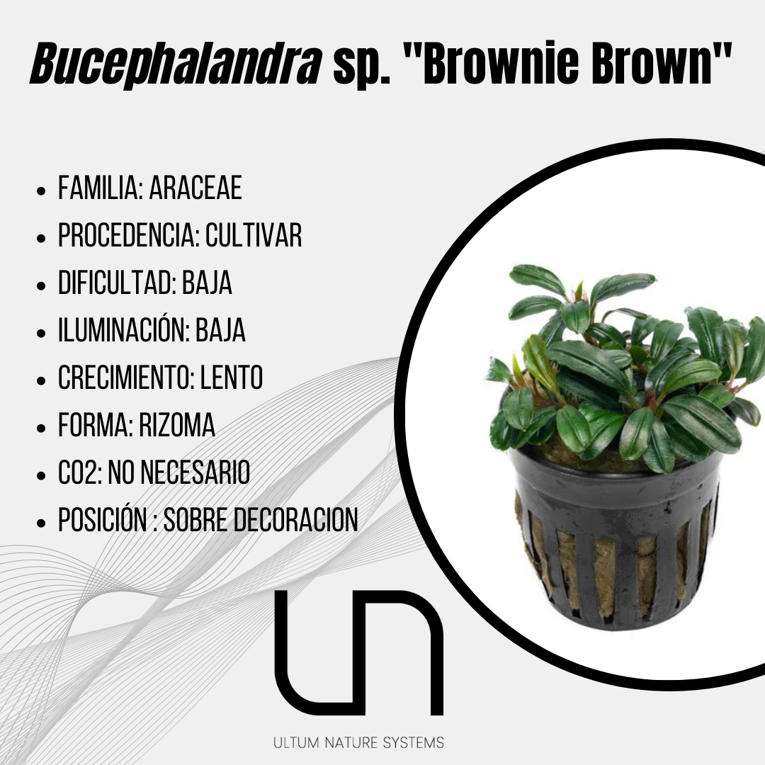 Bucephalandra sp. ''Brownie Brown'' – The Aquascaper Store