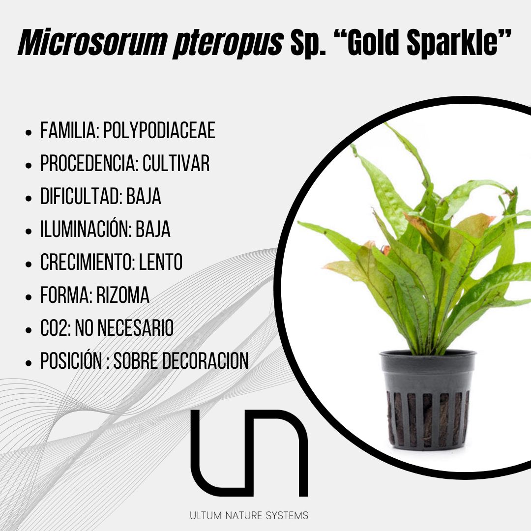 Microsorum pteropus Sp. ''Golden Sparkle'' – The Aquascaper Store