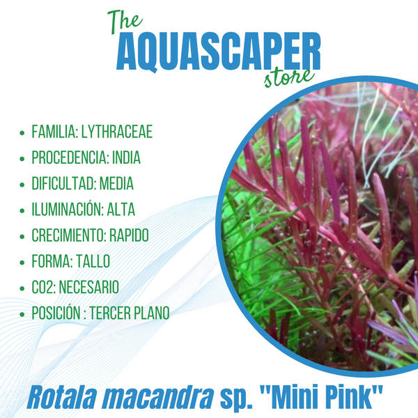 Rotala macandra sp. "Mini Pink" – The Aquascaper Store